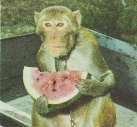 The Great Monkey Escape – The Dusty Box